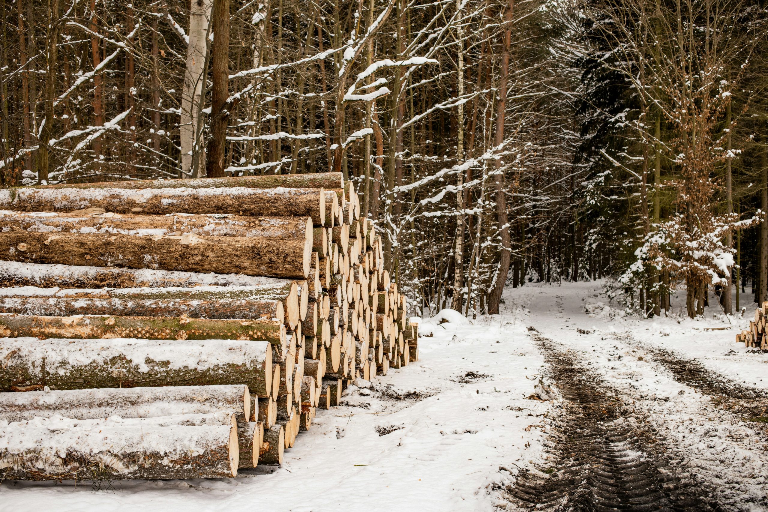 Wooden Market Forecast Q4 / 2023 with Q1/2024 outlook - Kronus